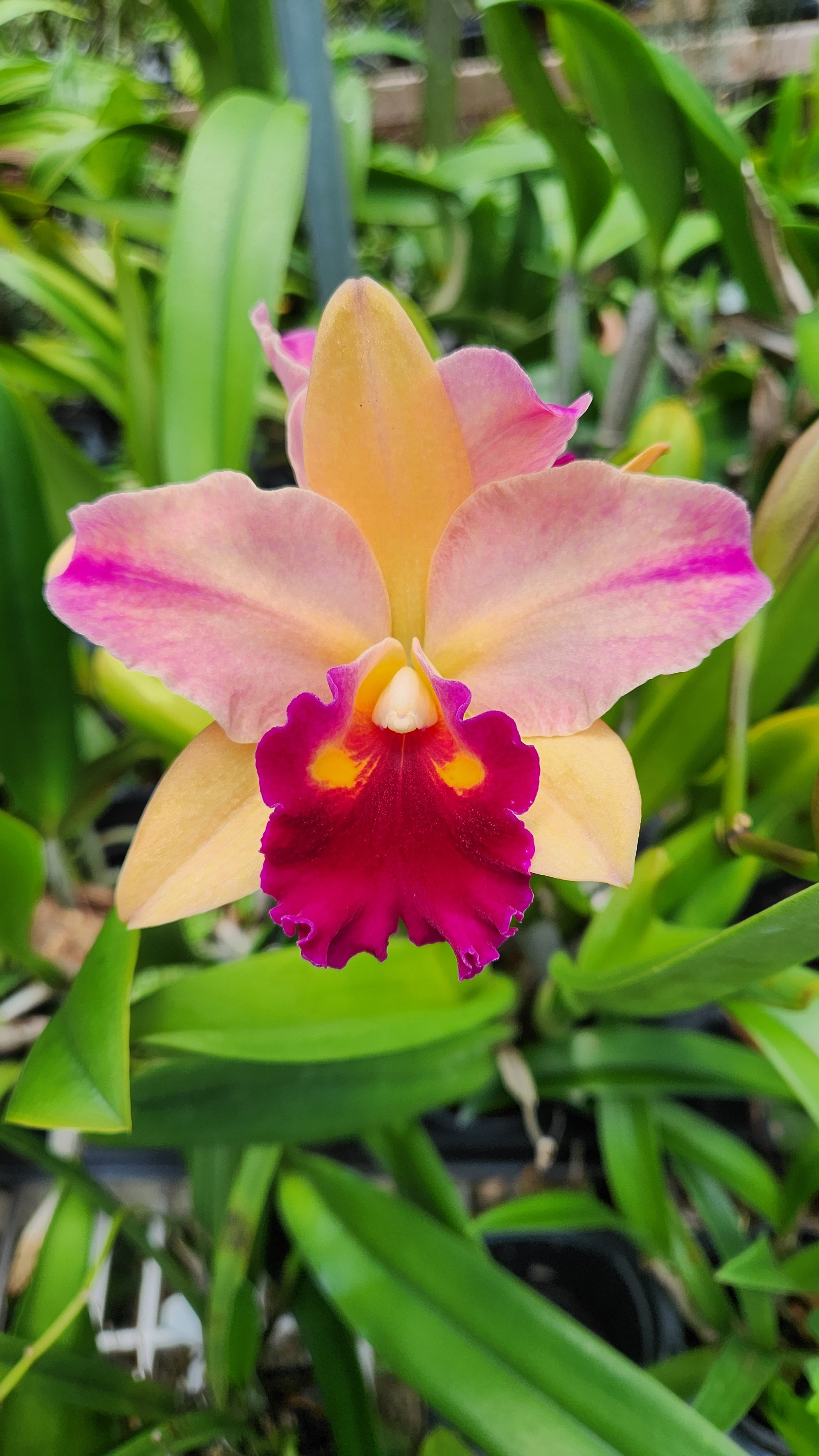 Rlc.Toshi’s Magic 'Doris' | C.R. Orchid Nursery