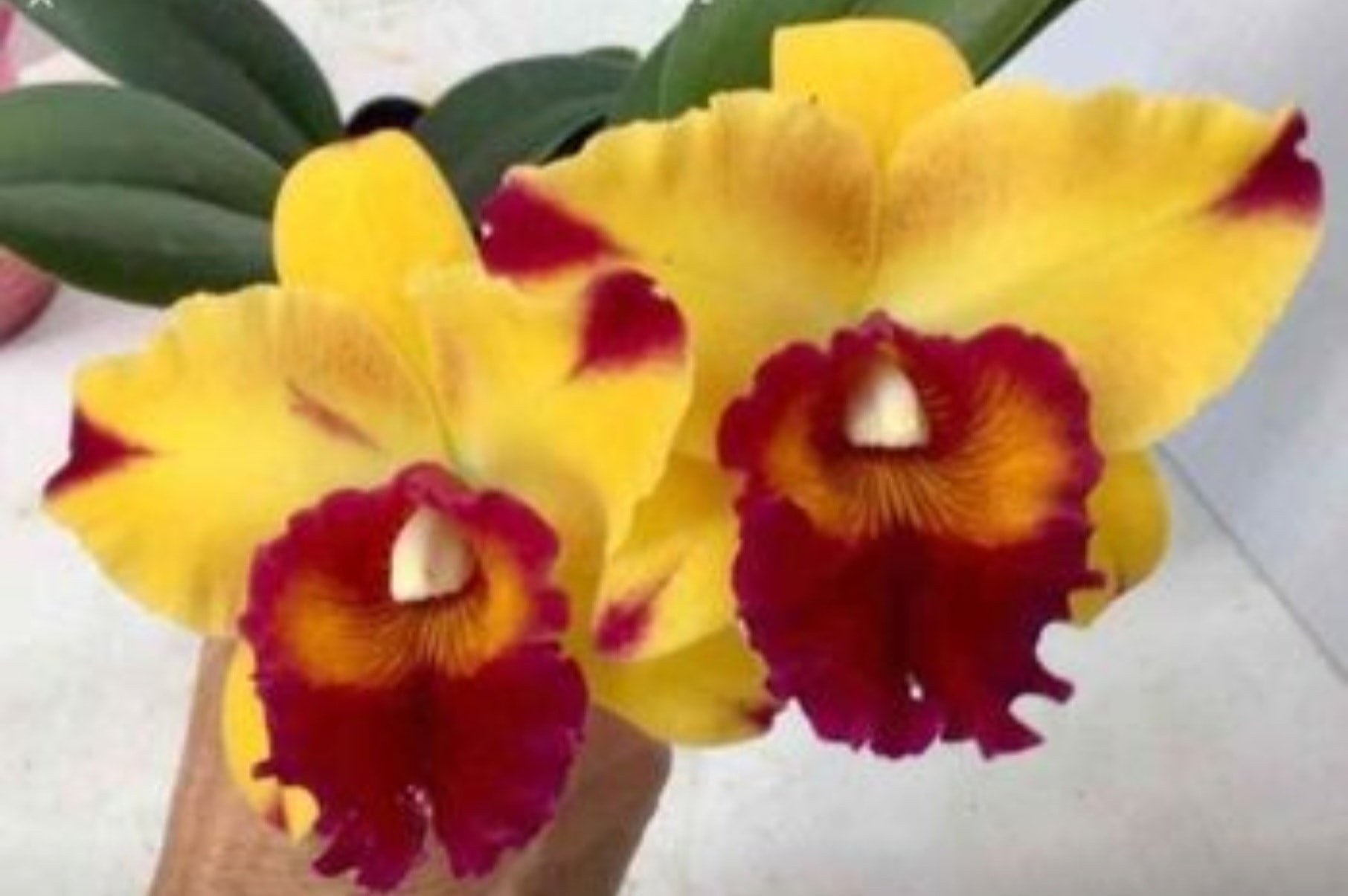 Rlc. Kristy Monmoto ‘Volcano Queen’ | C.R. Orchid Nursery